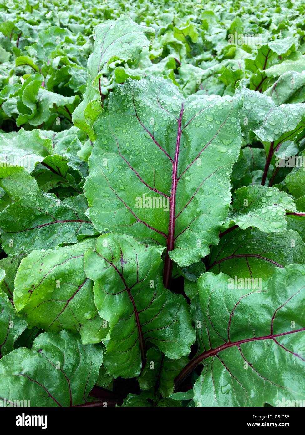 Beta vulgaris vulgaris conditiva hi-res stock photography and images ...