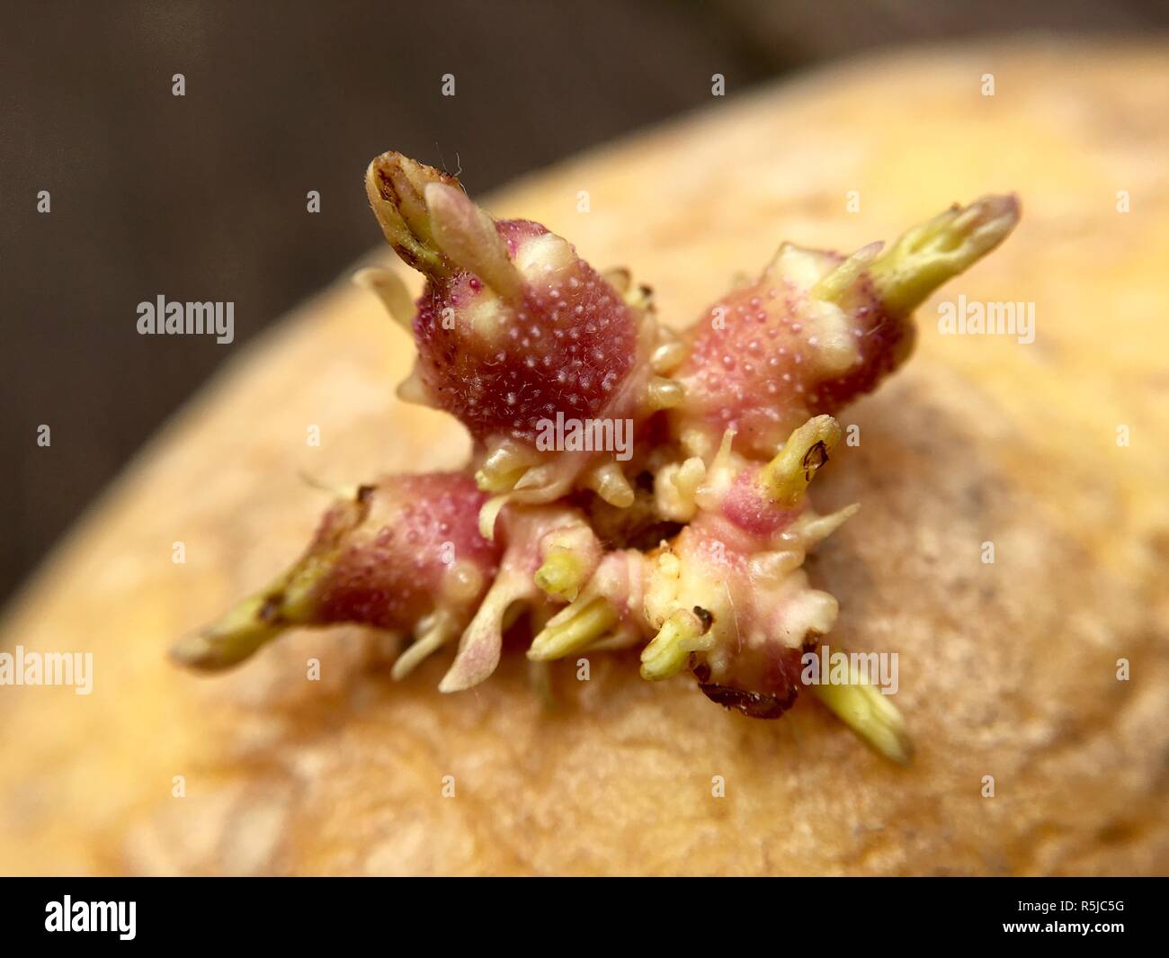 Germinating potato hi-res stock photography and images - Alamy