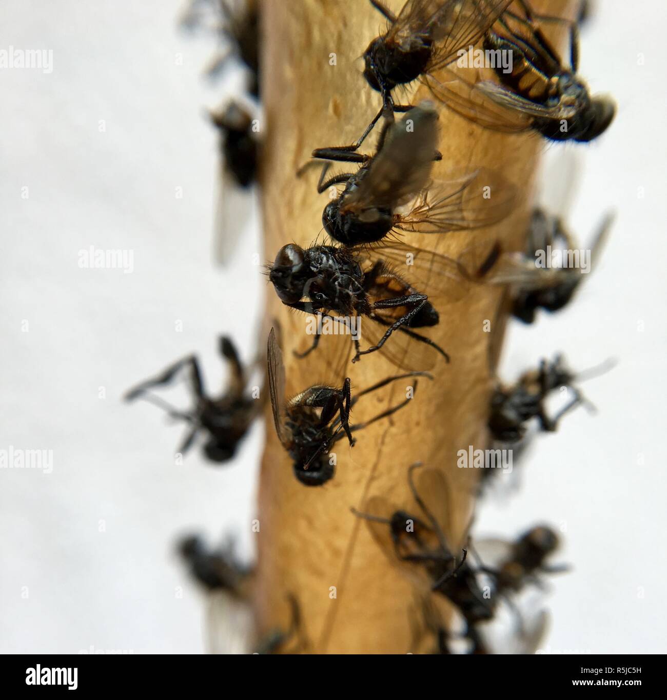 Insektenschwarm hi-res stock photography and images - Alamy