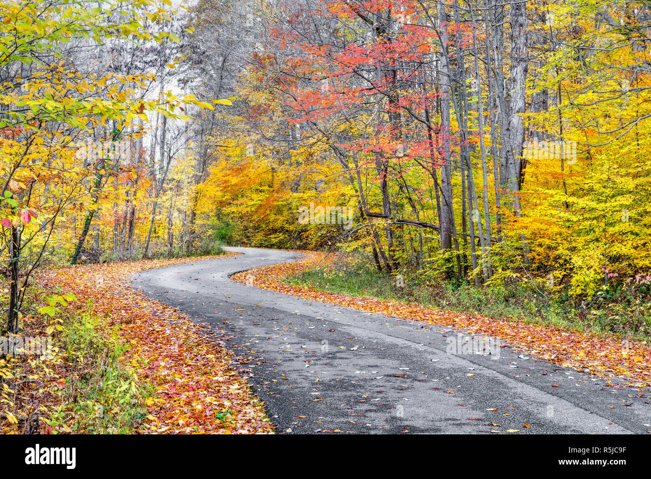 A blacktop road winds through a forest painted in late autumn colors Stock Photo - Alamy