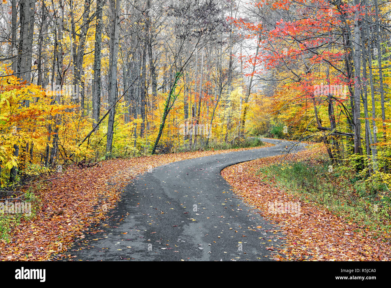A blacktop road winds through a forest painted in late autumn colors Stock Photo - Alamy