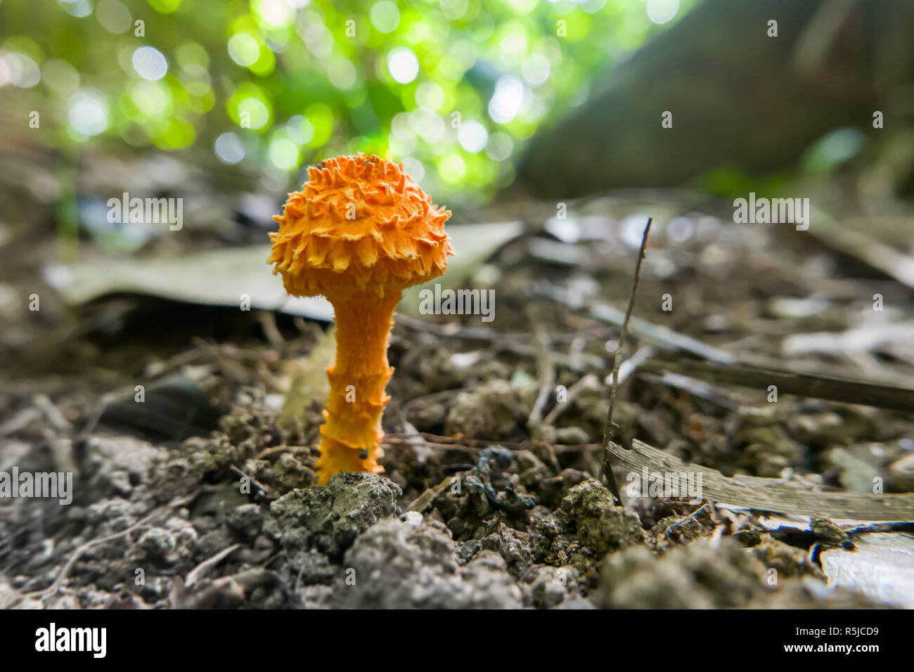 Agaricus crocopeplus hi-res stock photography and images - Alamy