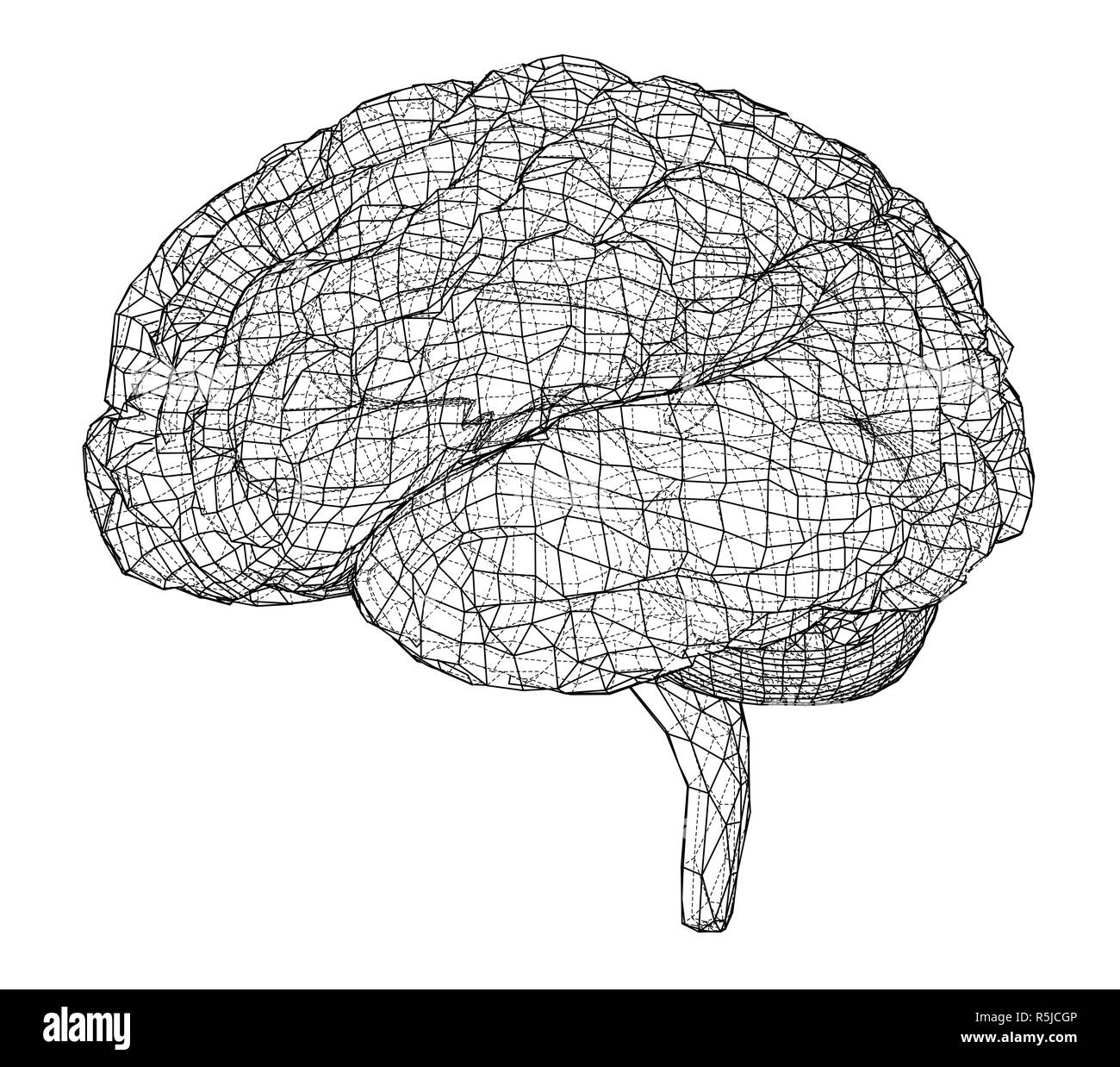 Human head and wire frame Black and White Stock Photos & Images - Alamy