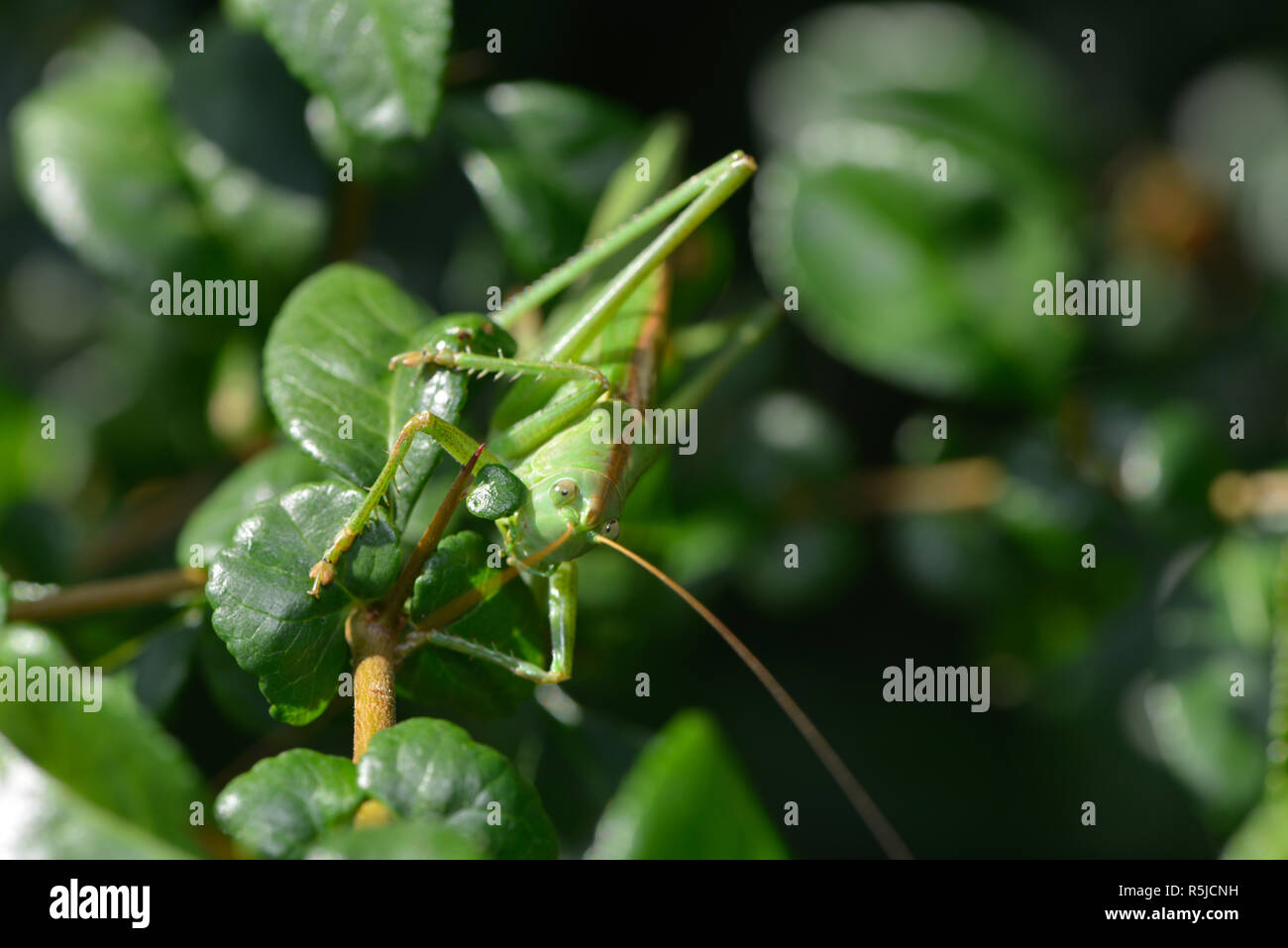 Conocephalus dorsalis hi-res stock photography and images - Alamy
