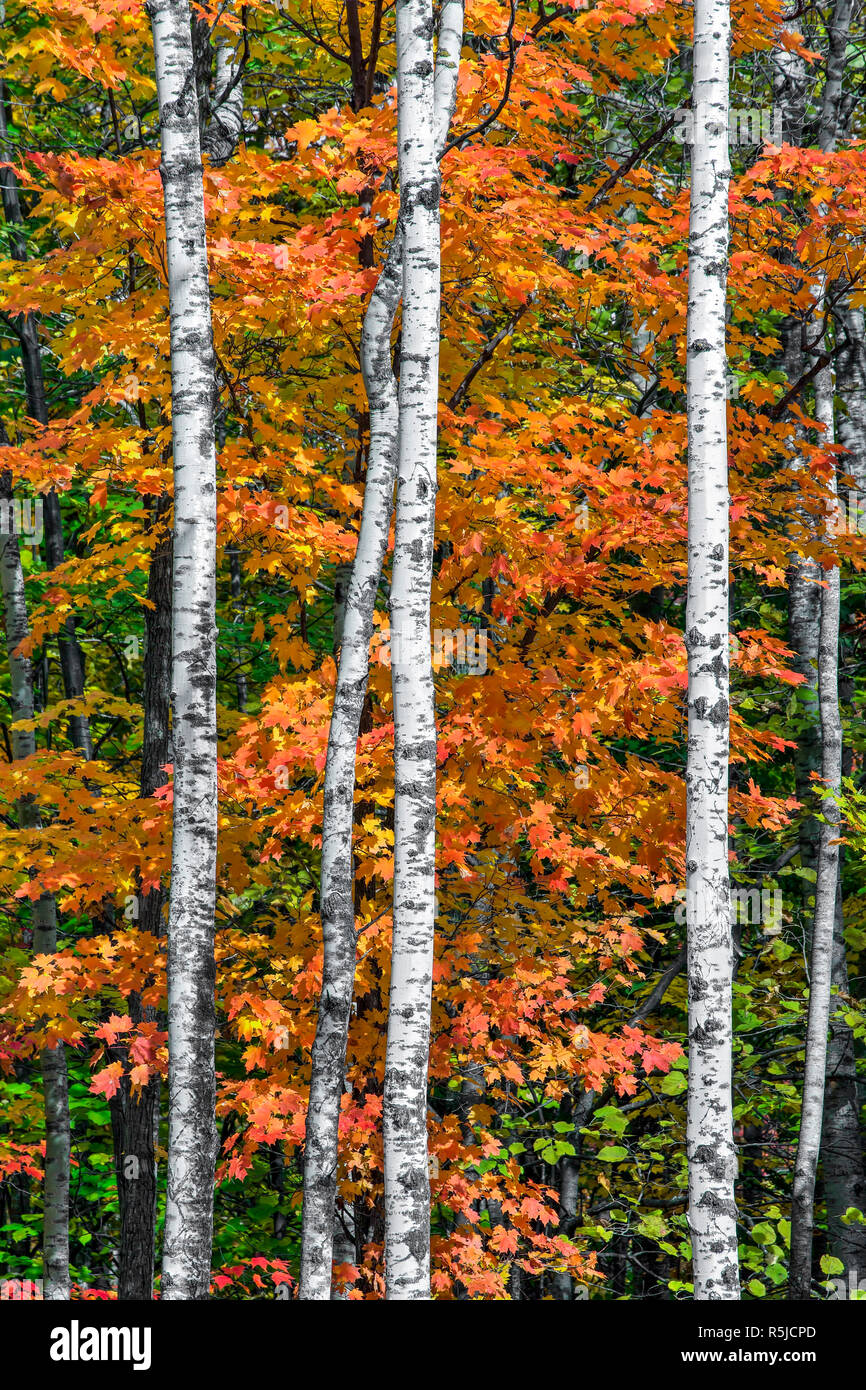Colorful autumn foliage is punctuated by brilliant white birch tree ...