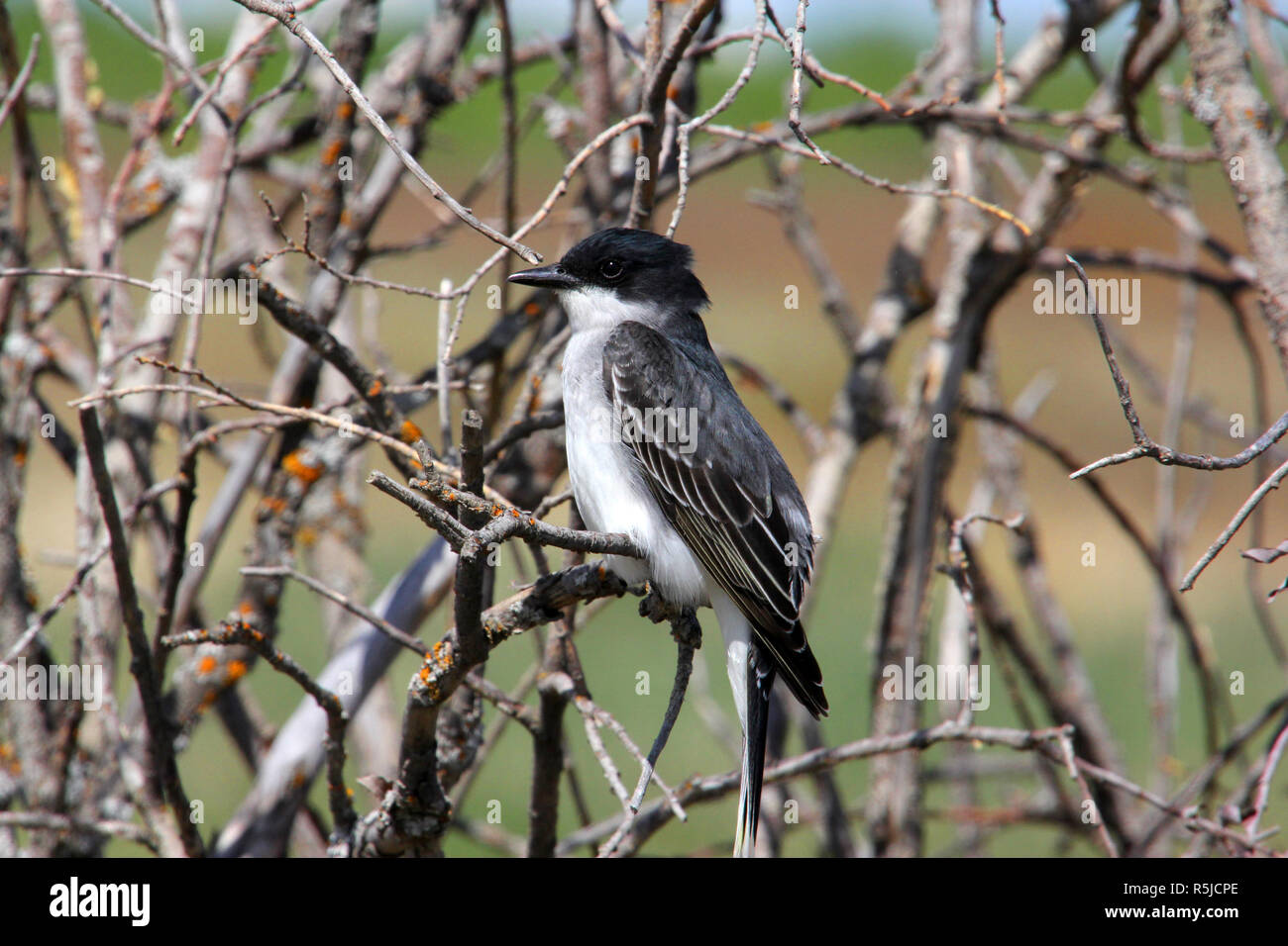 Birds of north america hi-res stock photography and images - Alamy