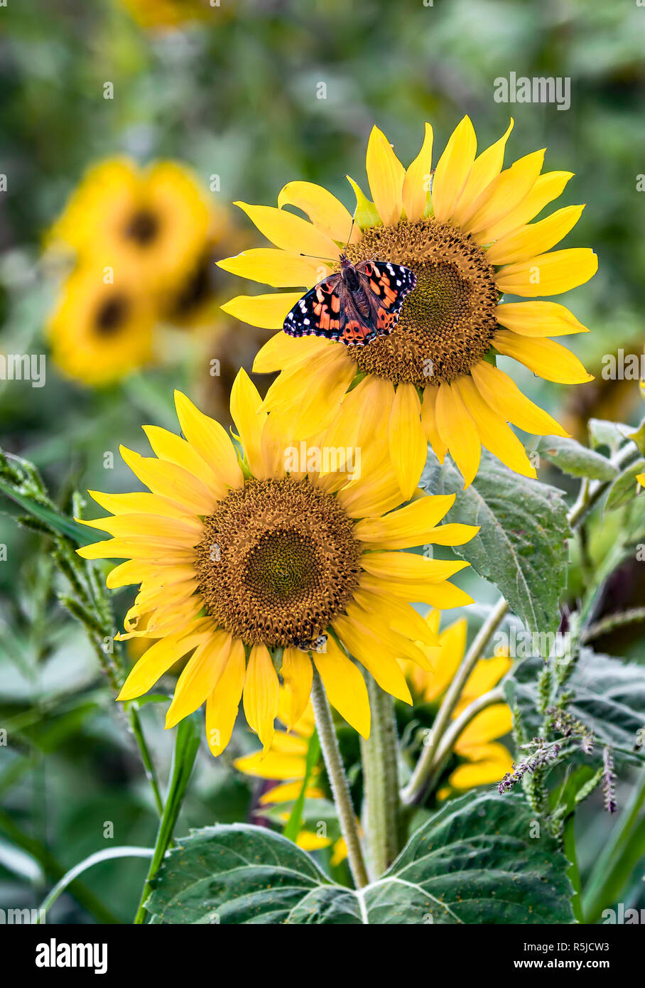 Ruby throated hummingbird pollination flower hi-res stock photography ...