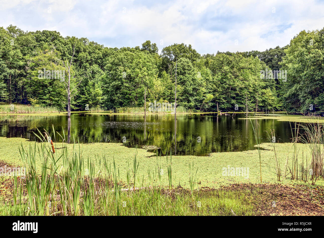 Wildlife Lake Indiana High Resolution Stock Photography and Images - Alamy