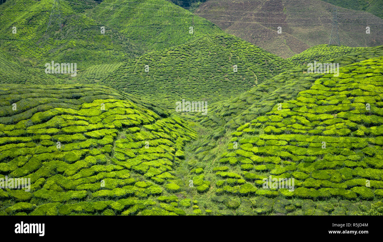 Beautiful tea plantation, picturesque hills Stock Photo - Alamy
