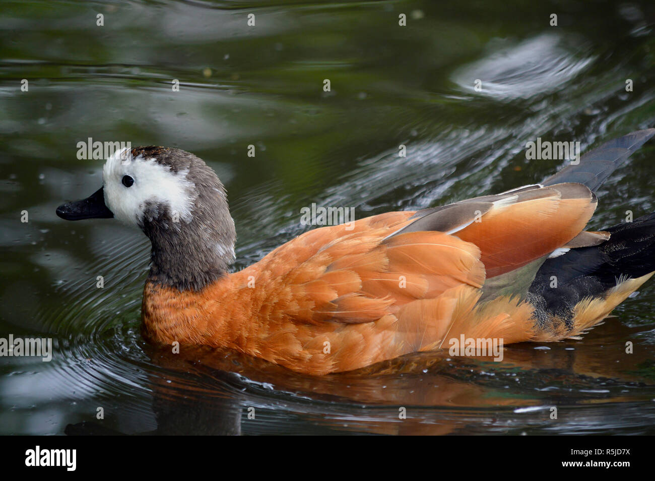 Female South African Shelduck Latin name Tadorna cana Stock Photo - Alamy