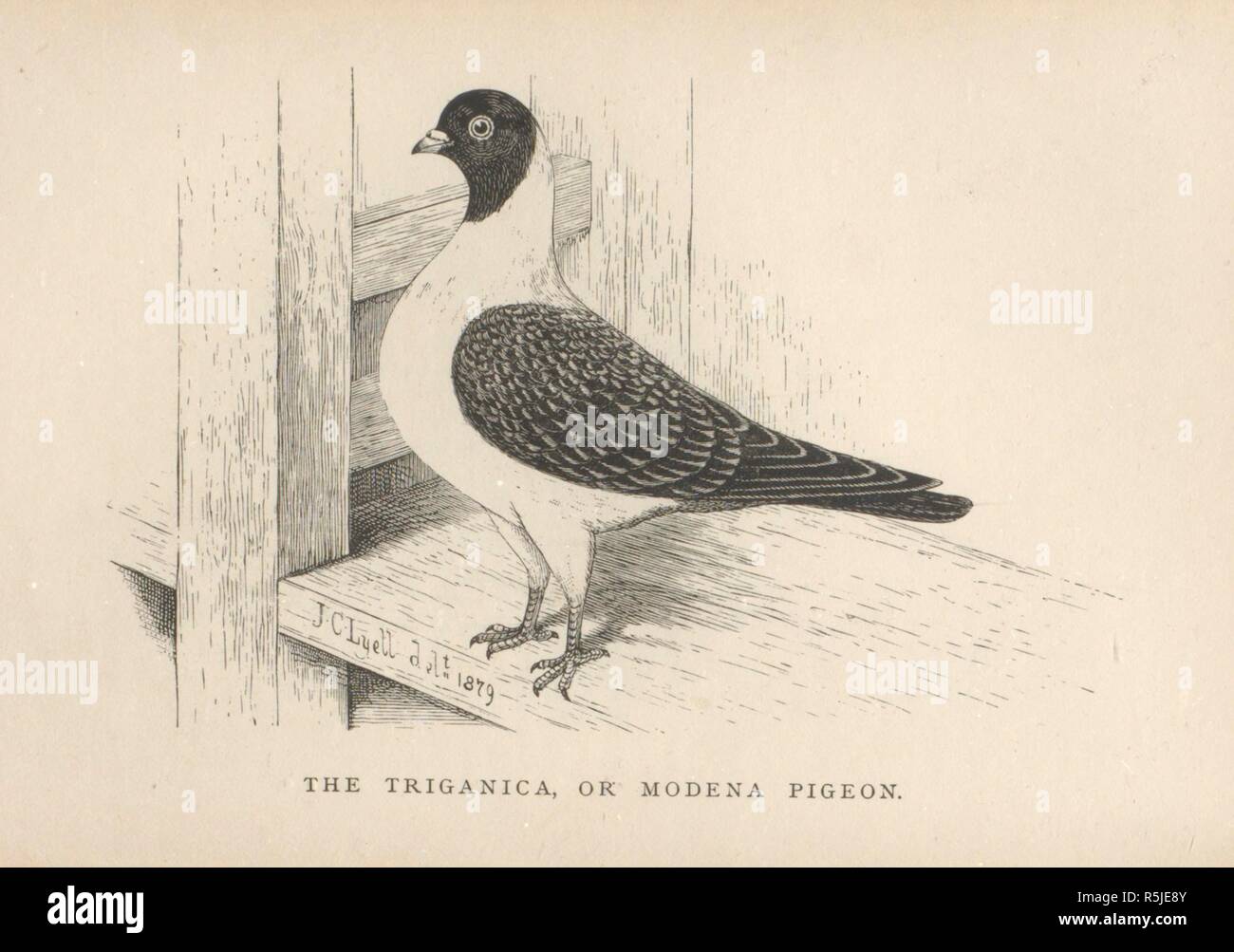 Fancy pigeons hi-res stock photography and images - Alamy