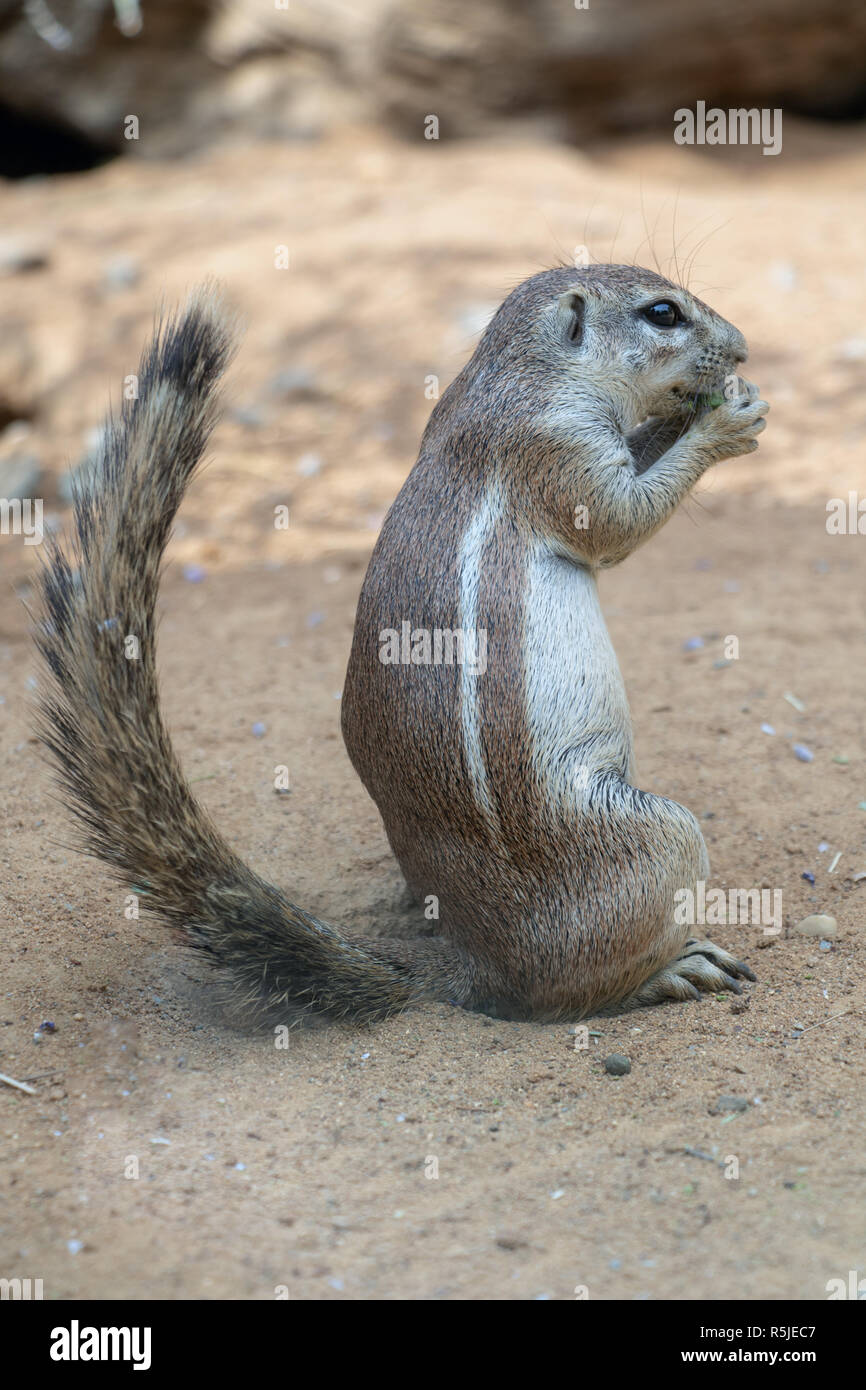 The Cape ground squirrels (Xerus inauris) eat on a sand Stock Photo - Alamy