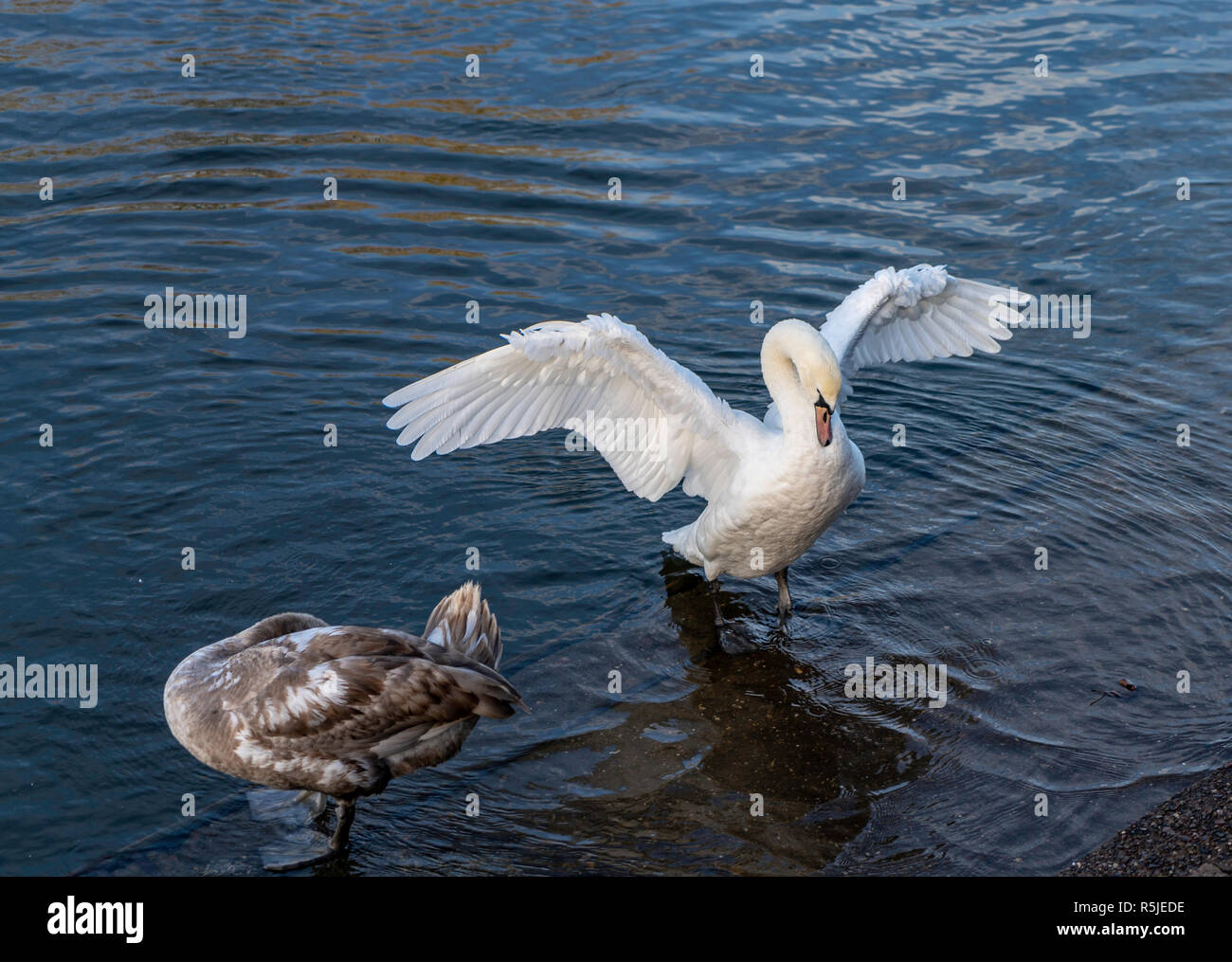 Swans on the River severn, Worcester, UK Stock Photo - Alamy