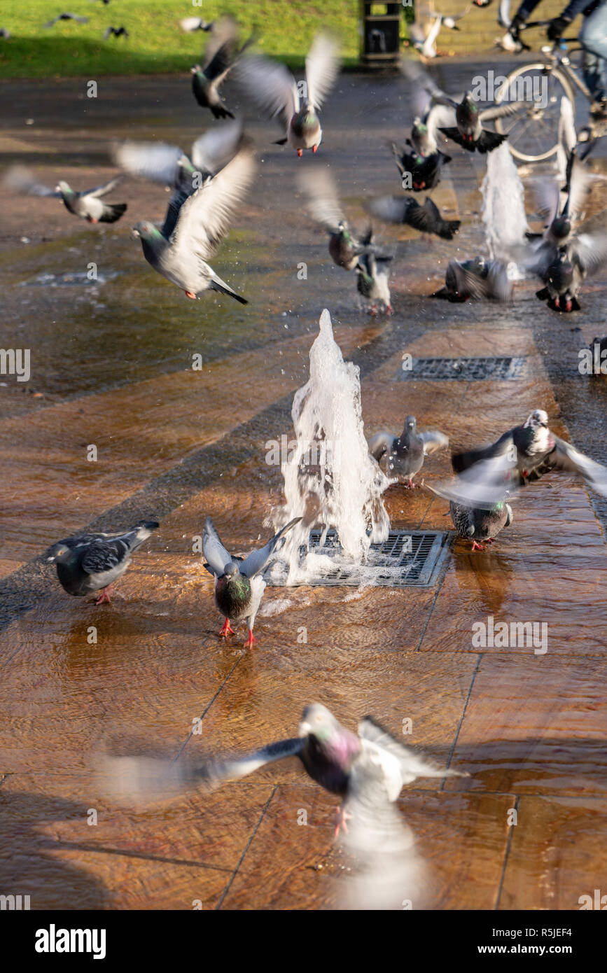 Bird at water fountain hi-res stock photography and images - Alamy