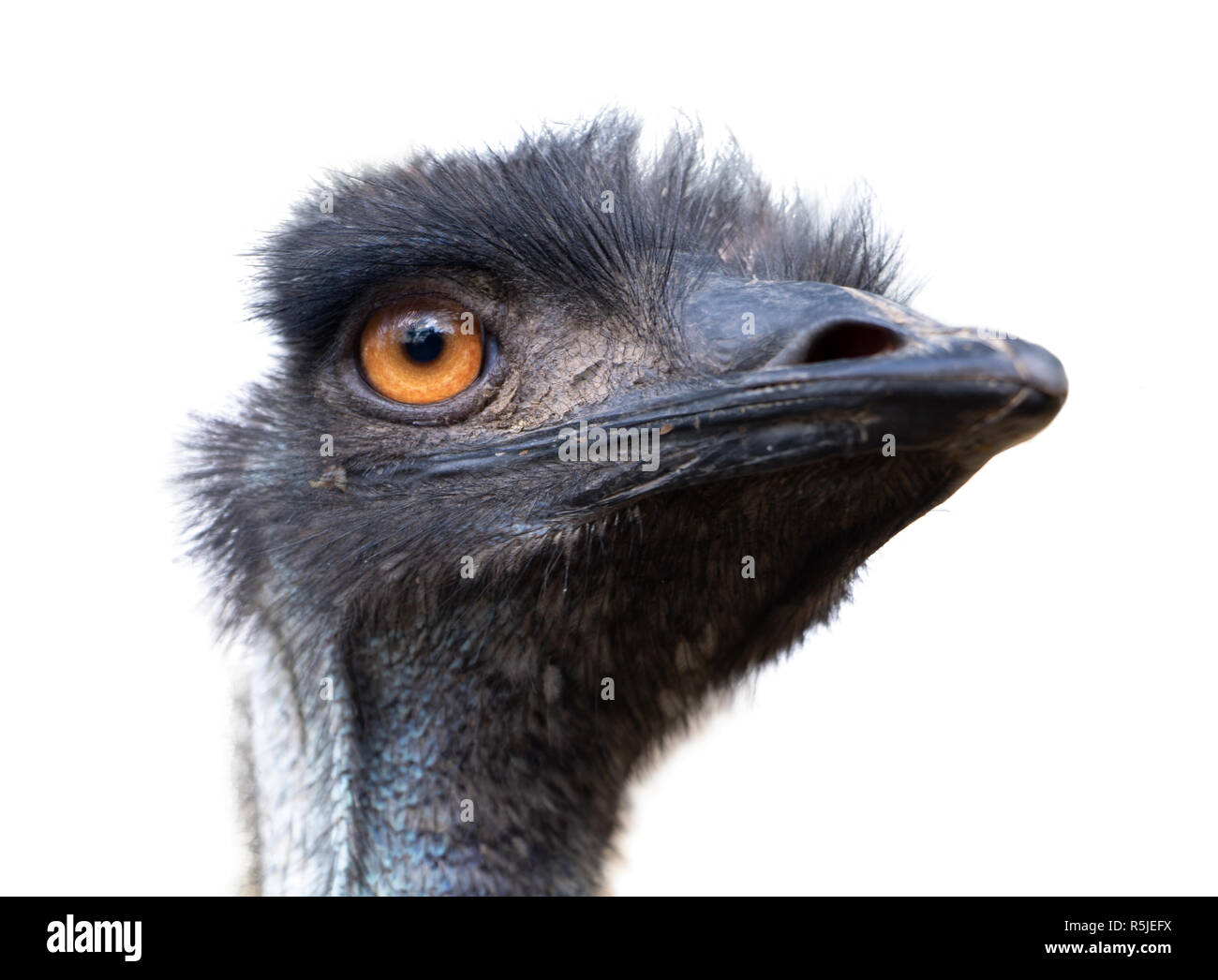Emu head portrait hi-res stock photography and images - Alamy