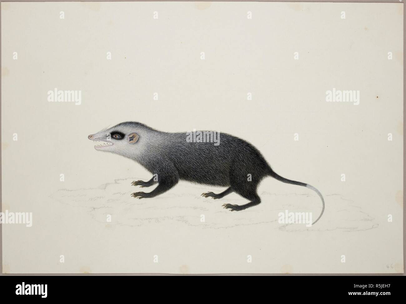Moonrat hi-res stock photography and images - Alamy