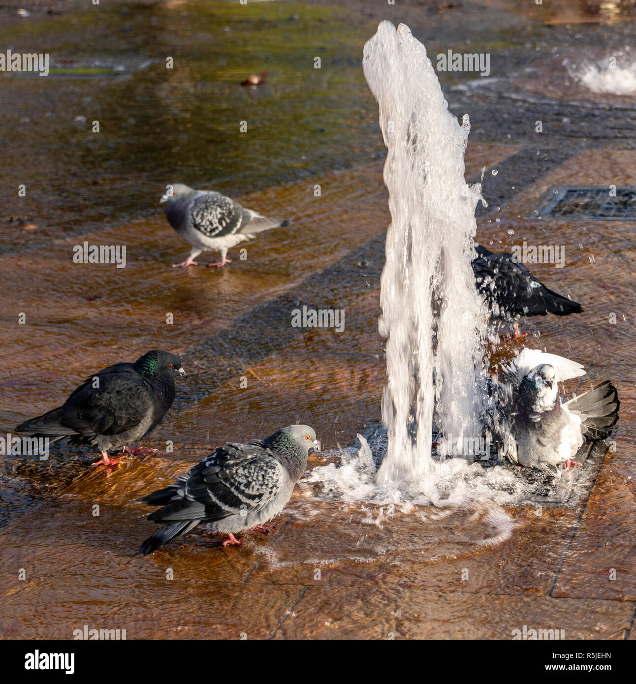 Pigeons in urban fountain hi-res stock photography and images - Alamy