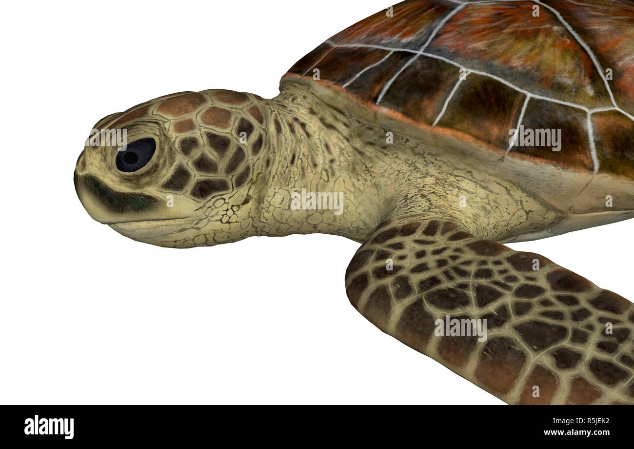 sea turtle isolated Stock Photo - Alamy