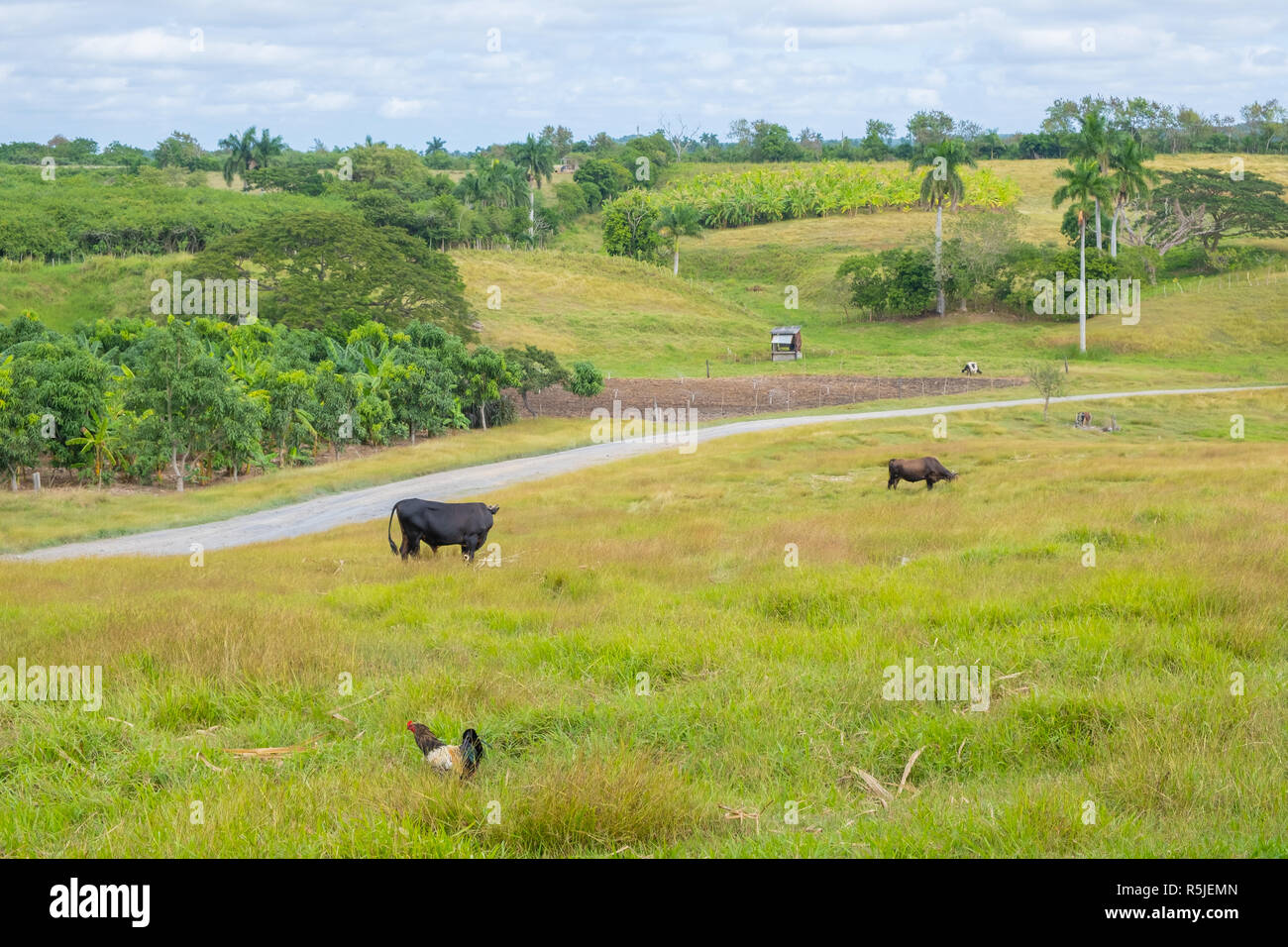 Small farm or finca photographed in rural Cuba Stock Photo - Alamy