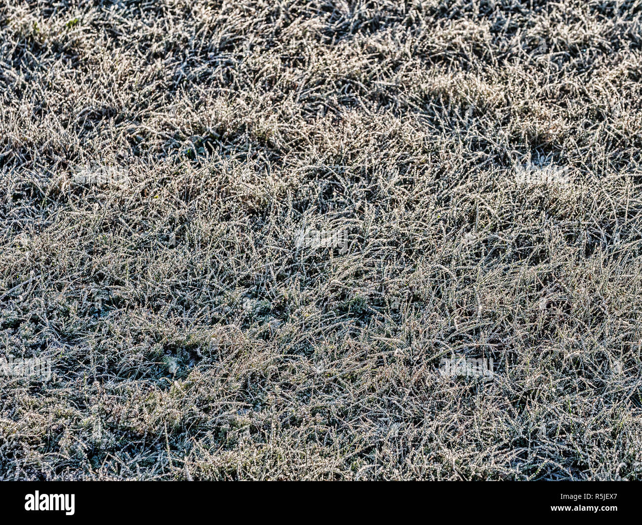 Shot of grass covered with morning frost Stock Photo - Alamy