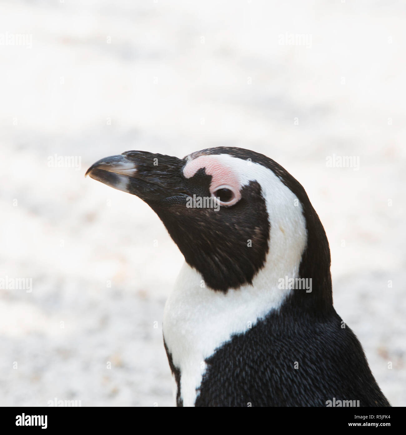 Emperor penguin antarctica spring hi-res stock photography and images ...