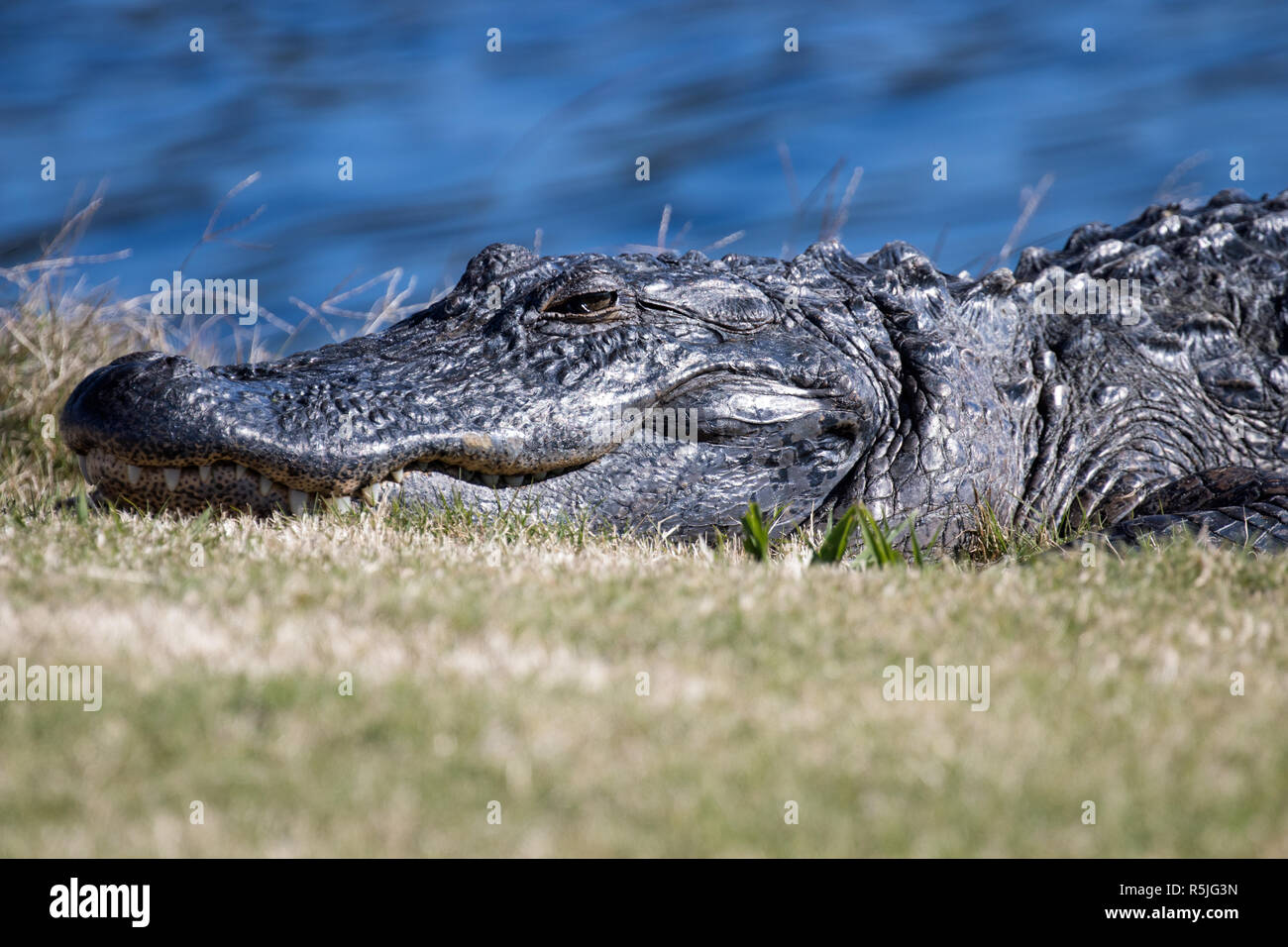 Alligator laying in the sun Stock Photo - Alamy