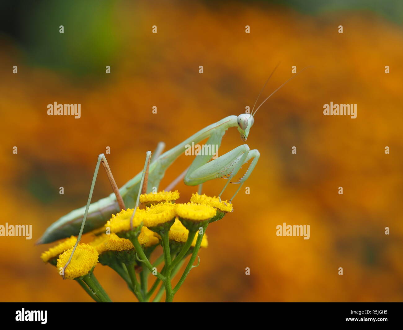 indian mantis - hierodula membranacea Stock Photo - Alamy