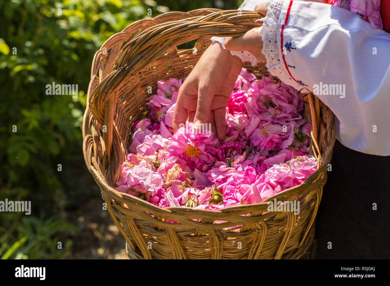 Hand girl taking flower hi-res stock photography and images - Alamy