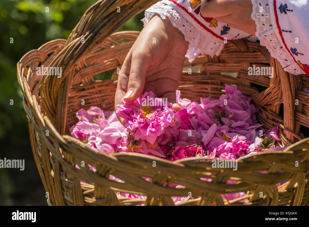 Hand girl taking flower hi-res stock photography and images - Alamy