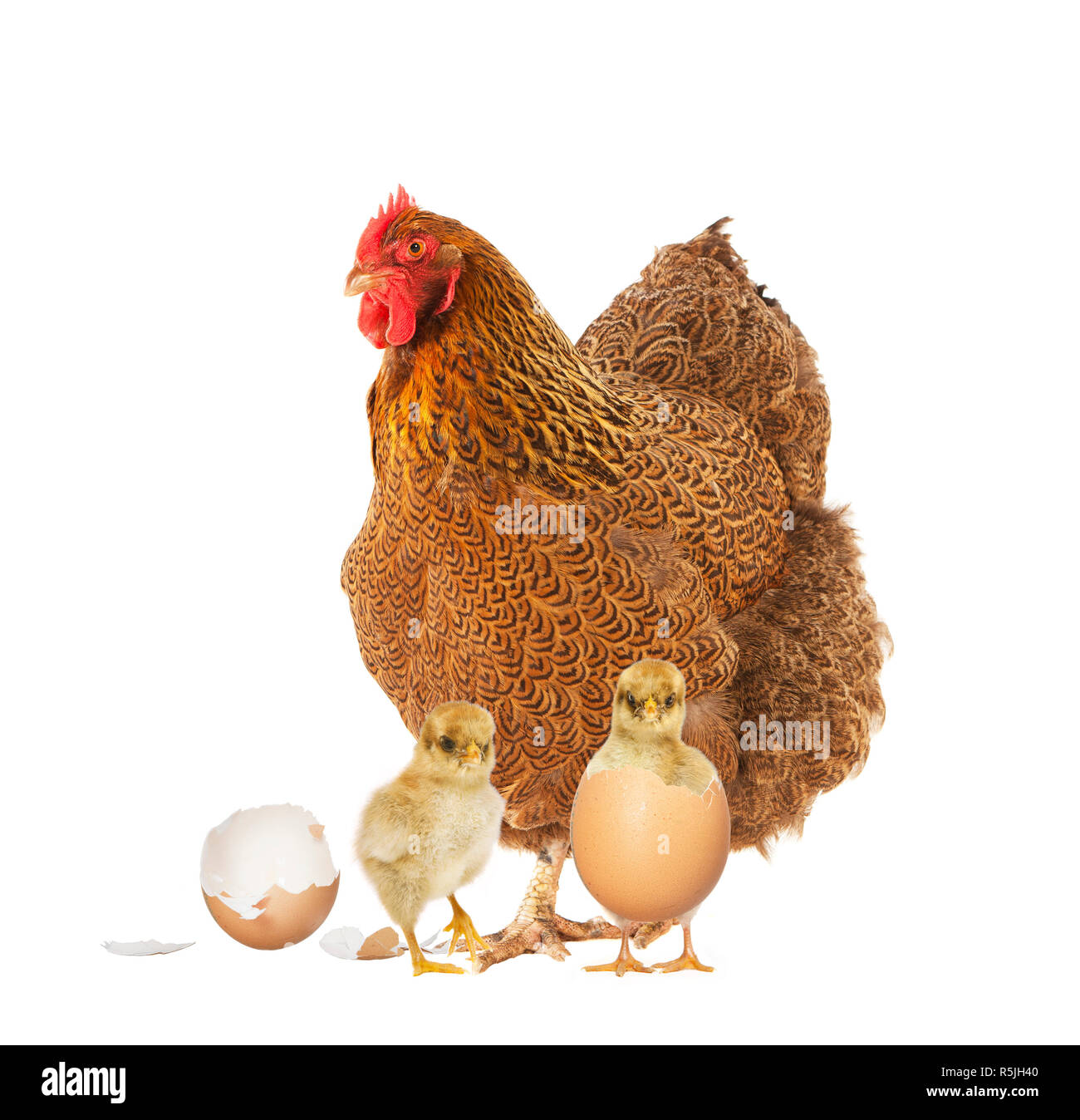 chicken with chicks isolated Stock Photo - Alamy