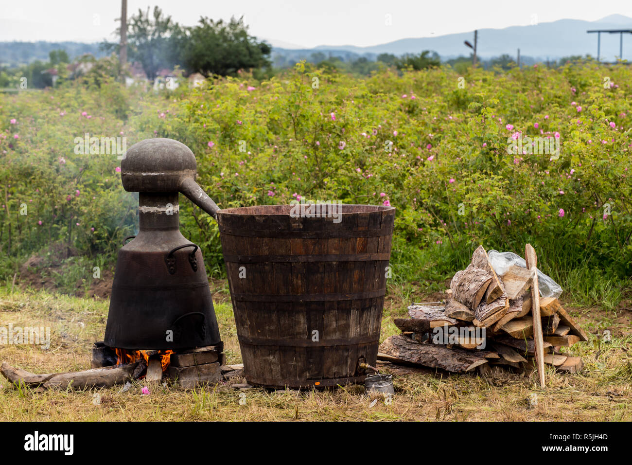 Traditional way of boiling and fermenting rose water Stock Photo - Alamy