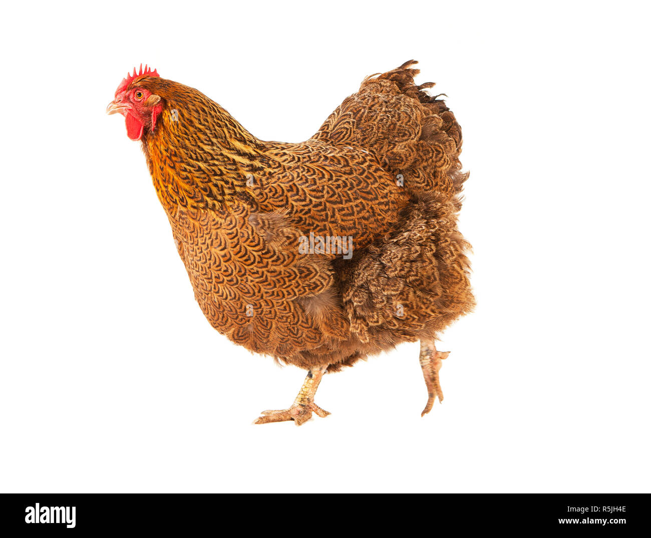 chicken from the side Stock Photo - Alamy