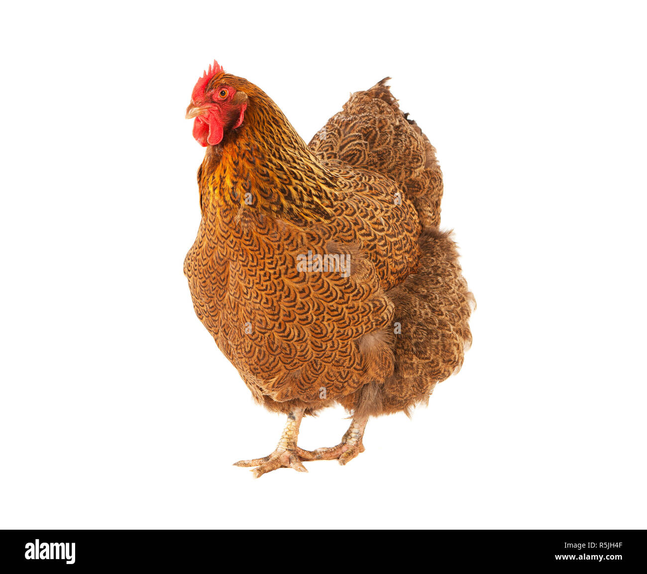 brown chicken isolated Stock Photo - Alamy
