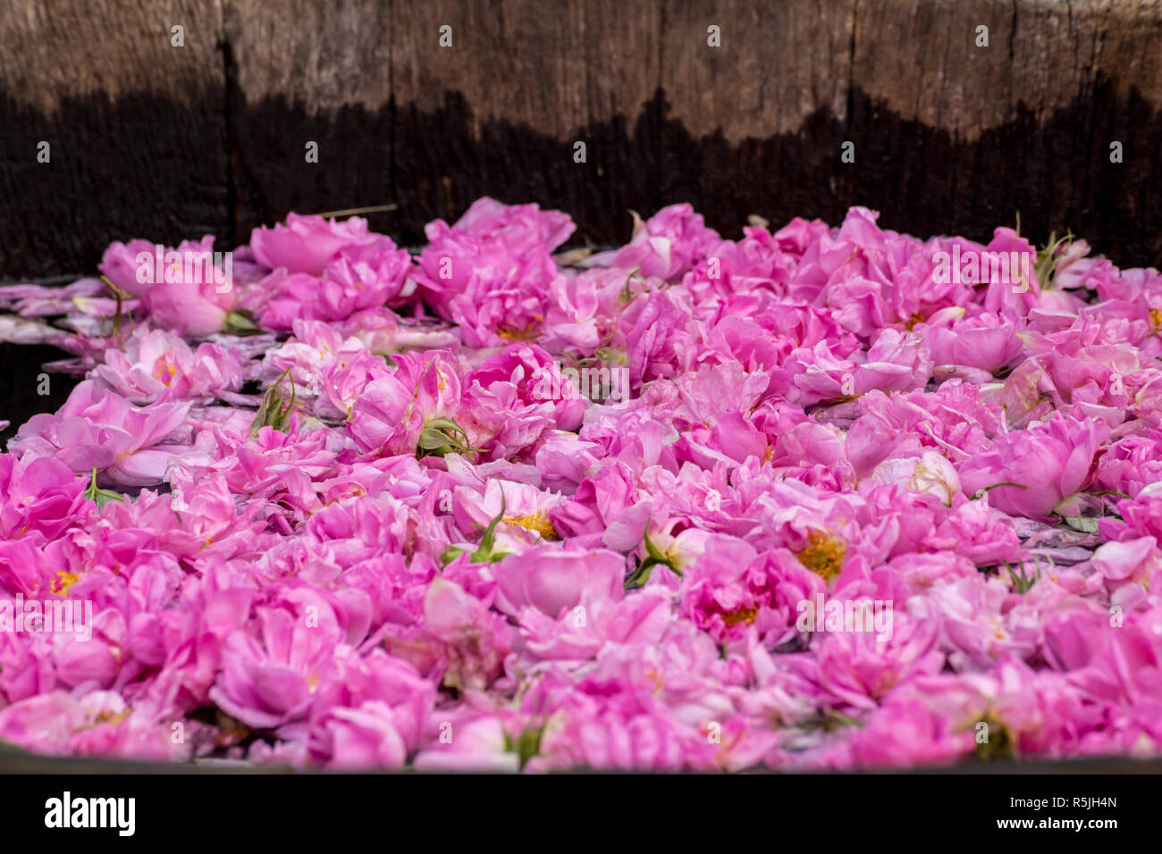 Traditional way of boiling and fermenting rose water Stock Photo - Alamy