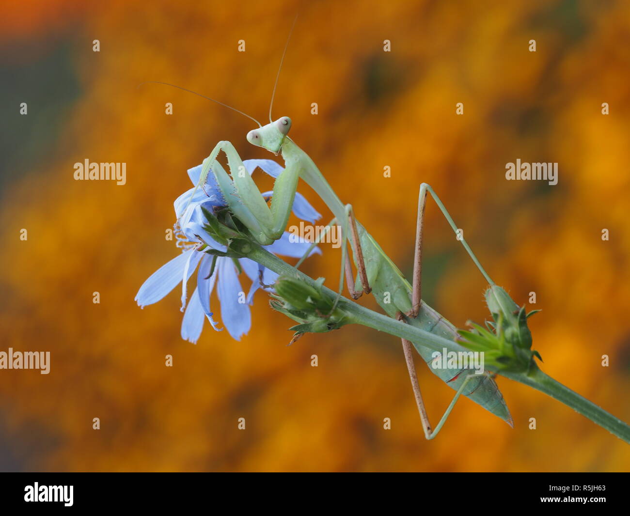 Hierodula membranacea hi-res stock photography and images - Alamy