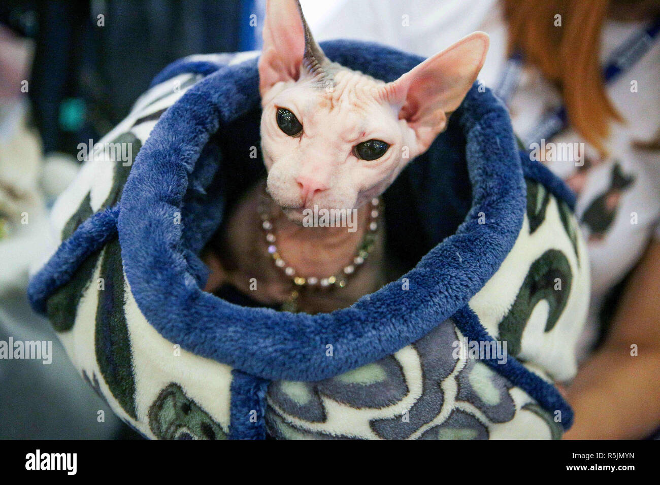 December 1, 2018 - Cat faces the camera at the International Exhibition ...