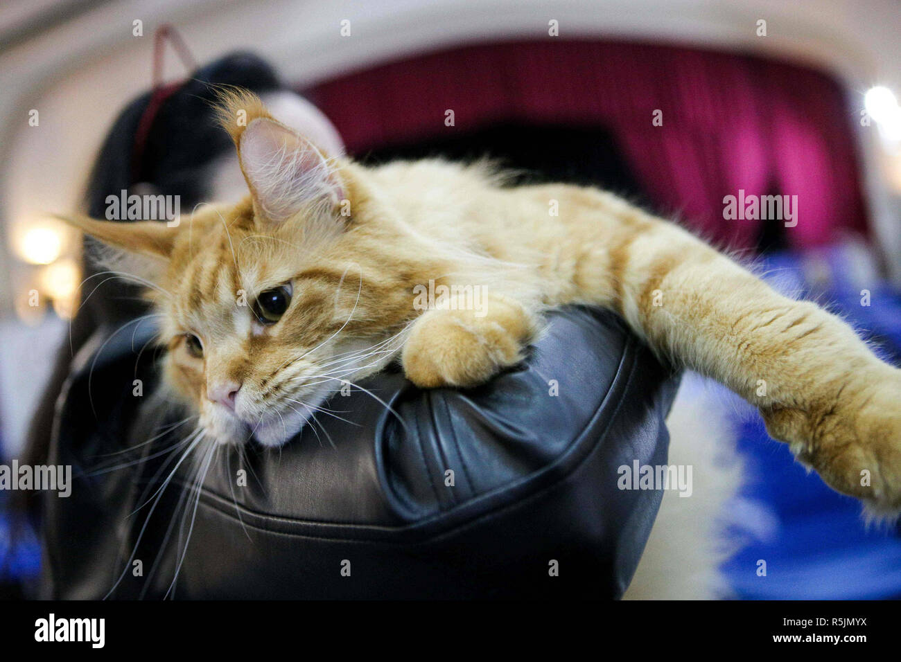 Zap cats hi-res stock photography and images - Alamy