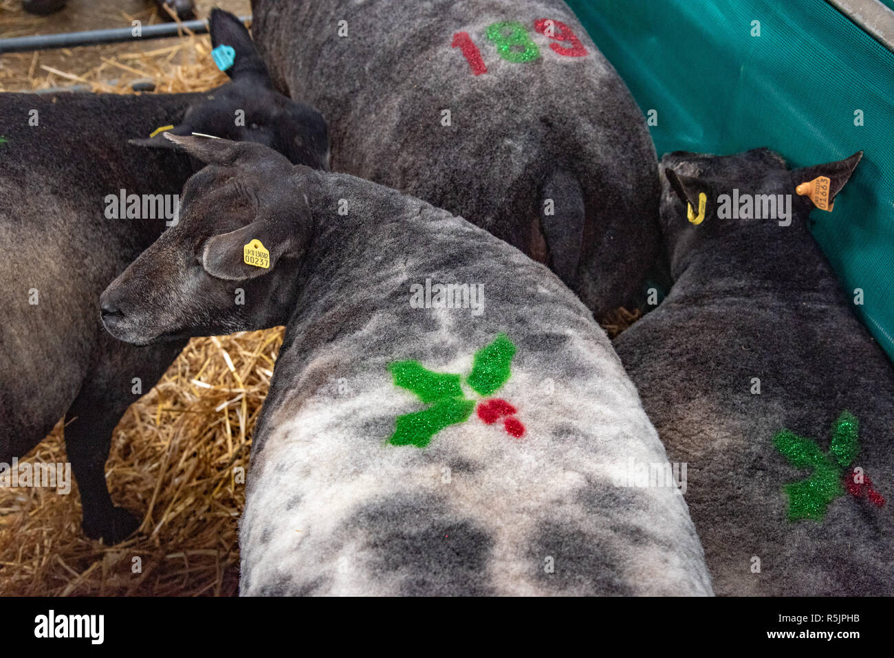 Blue texel lamb hi-res stock photography and images - Alamy