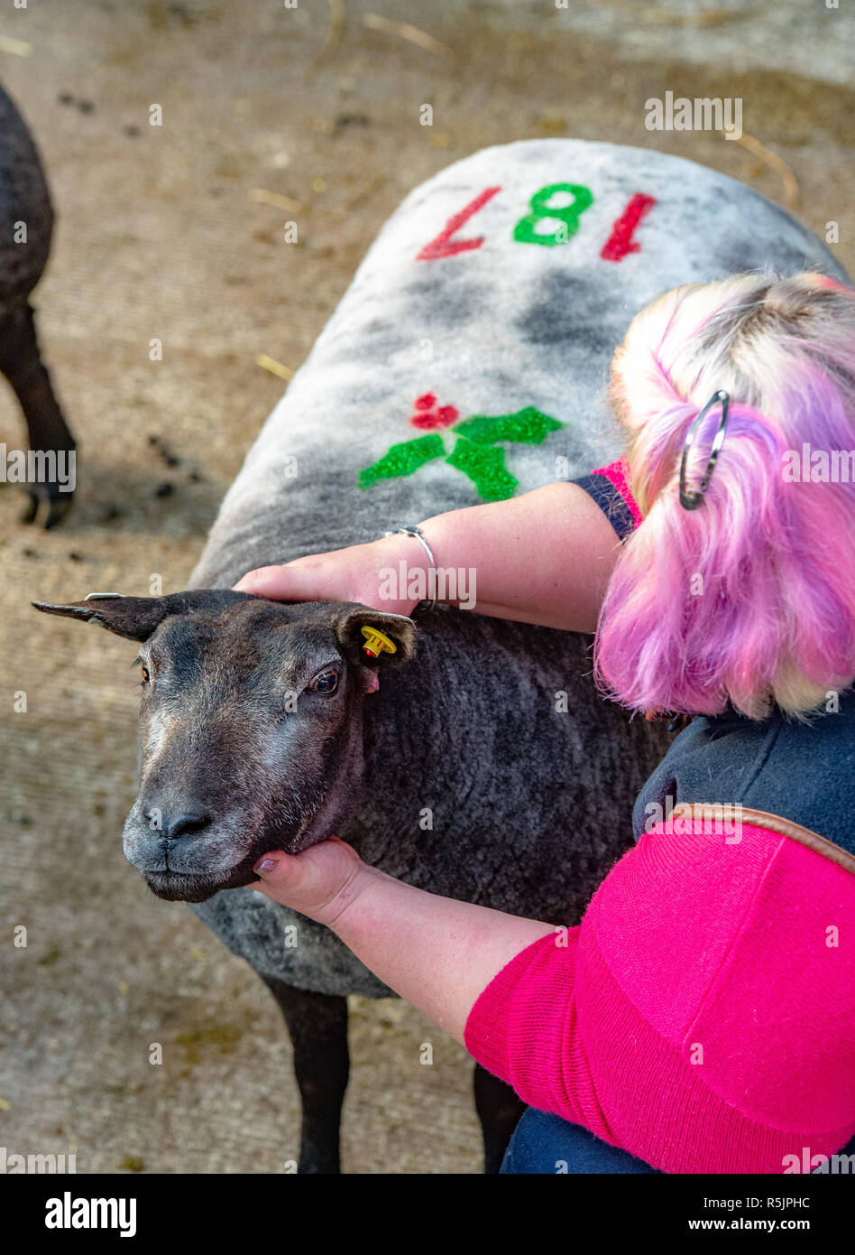 Blue Texel Lamb High Resolution Stock Photography and Images - Alamy