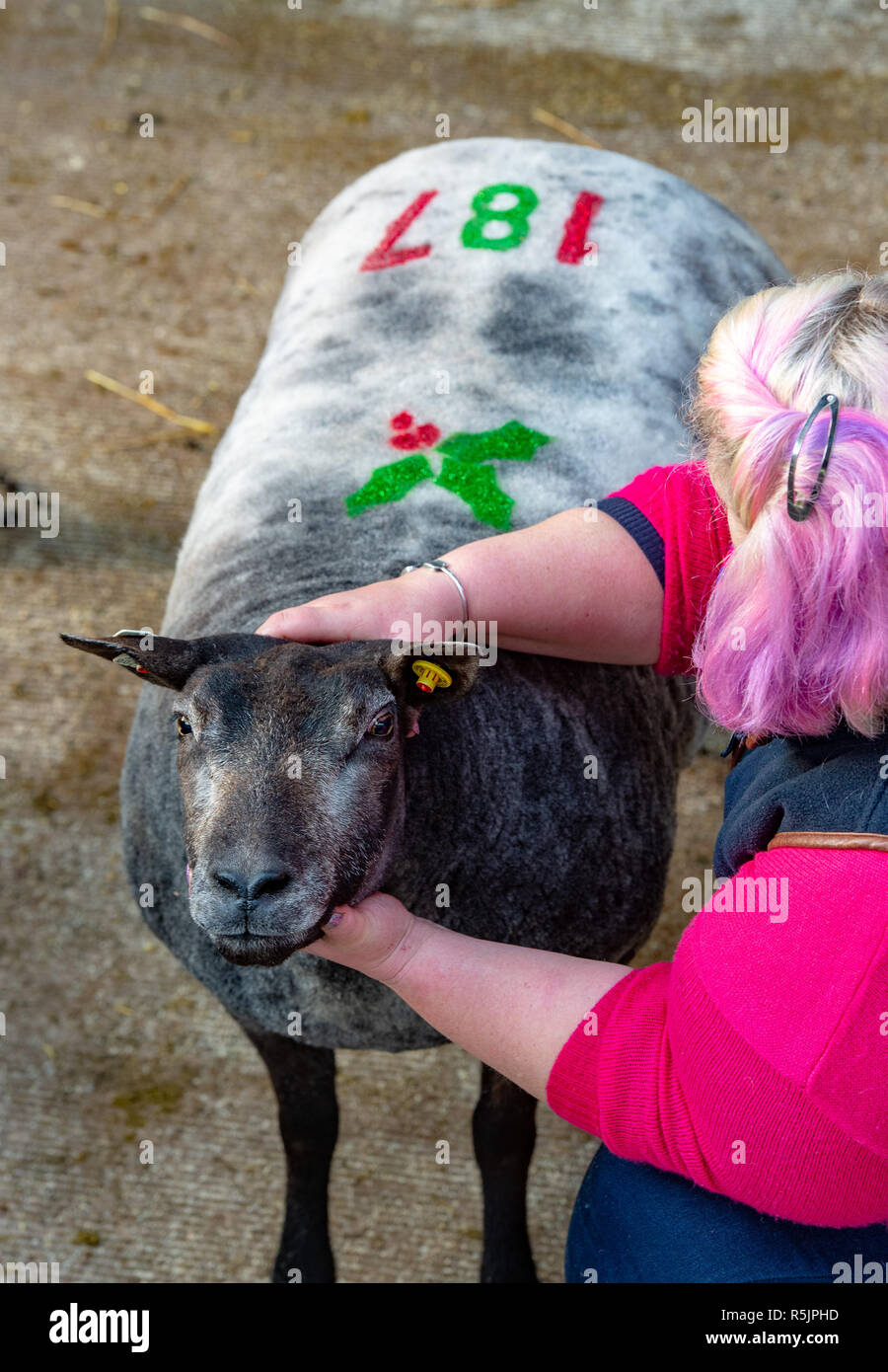 Blue texel sheep uk hi-res stock photography and images - Alamy