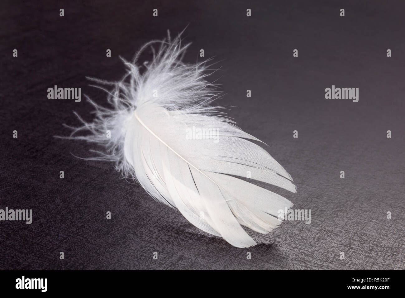 White fluffy feather Stock Photo - Alamy