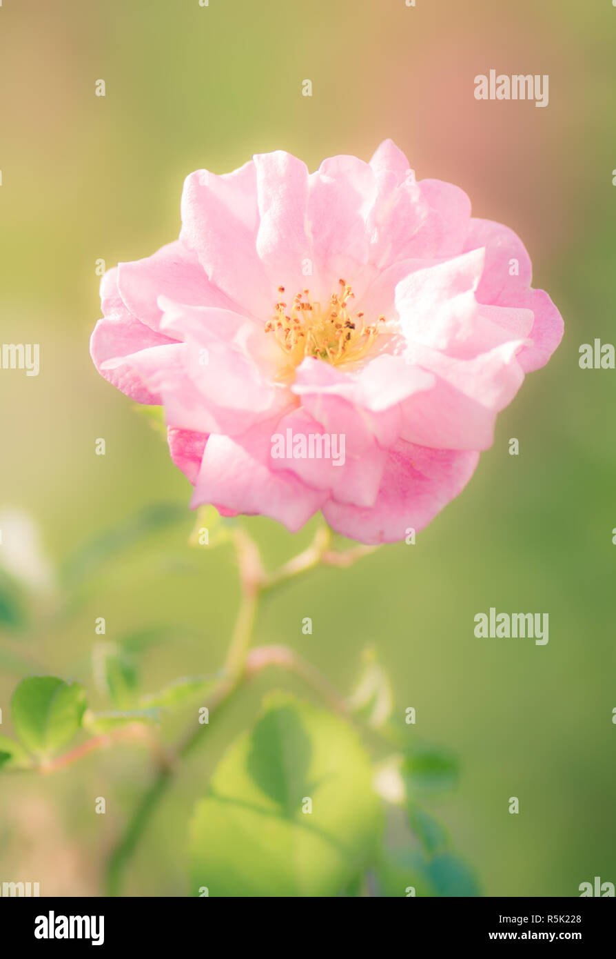 Pink rambler rose blossom Stock Photo - Alamy
