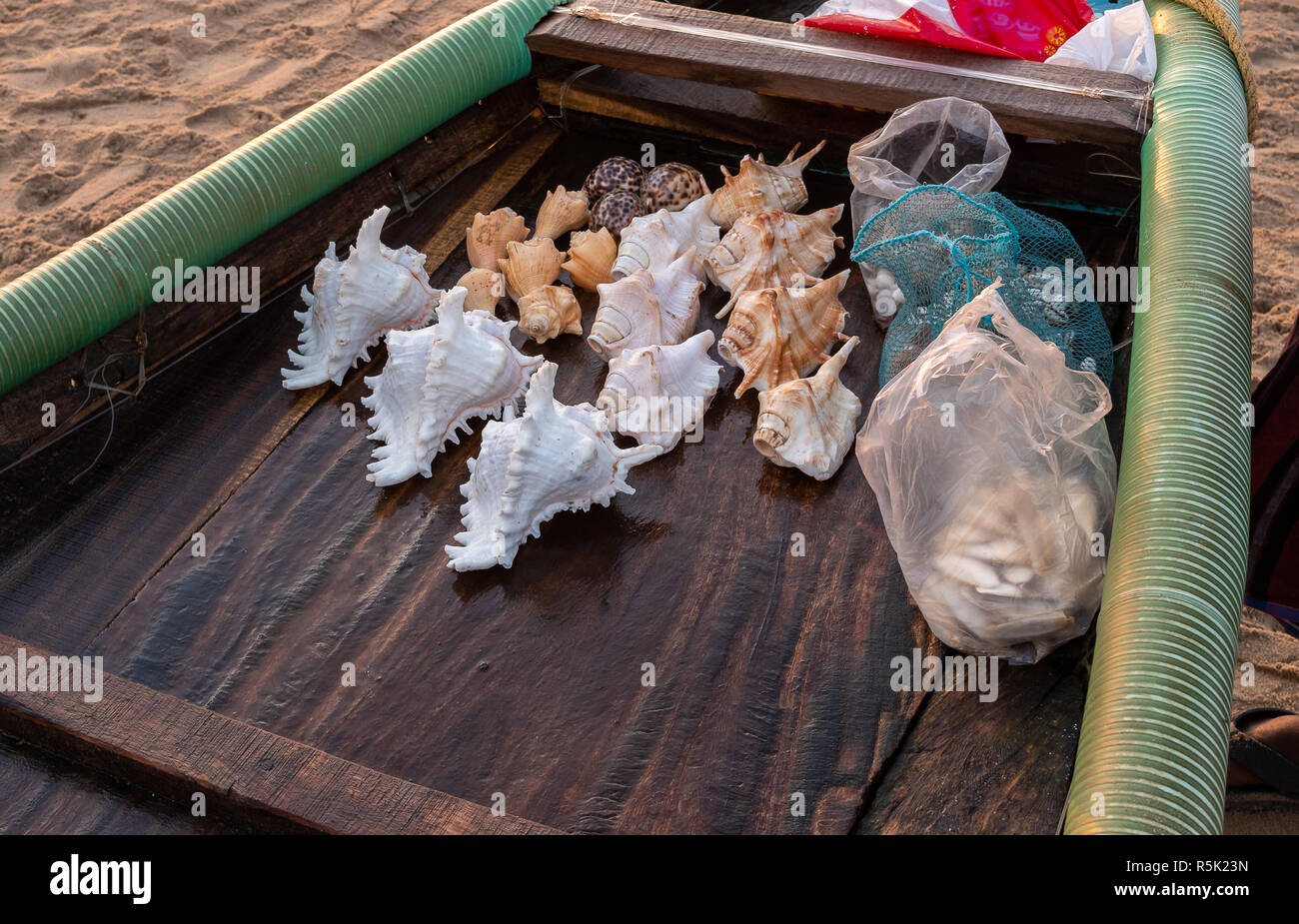 Conch Shell India High Resolution Stock Photography and Images - Alamy