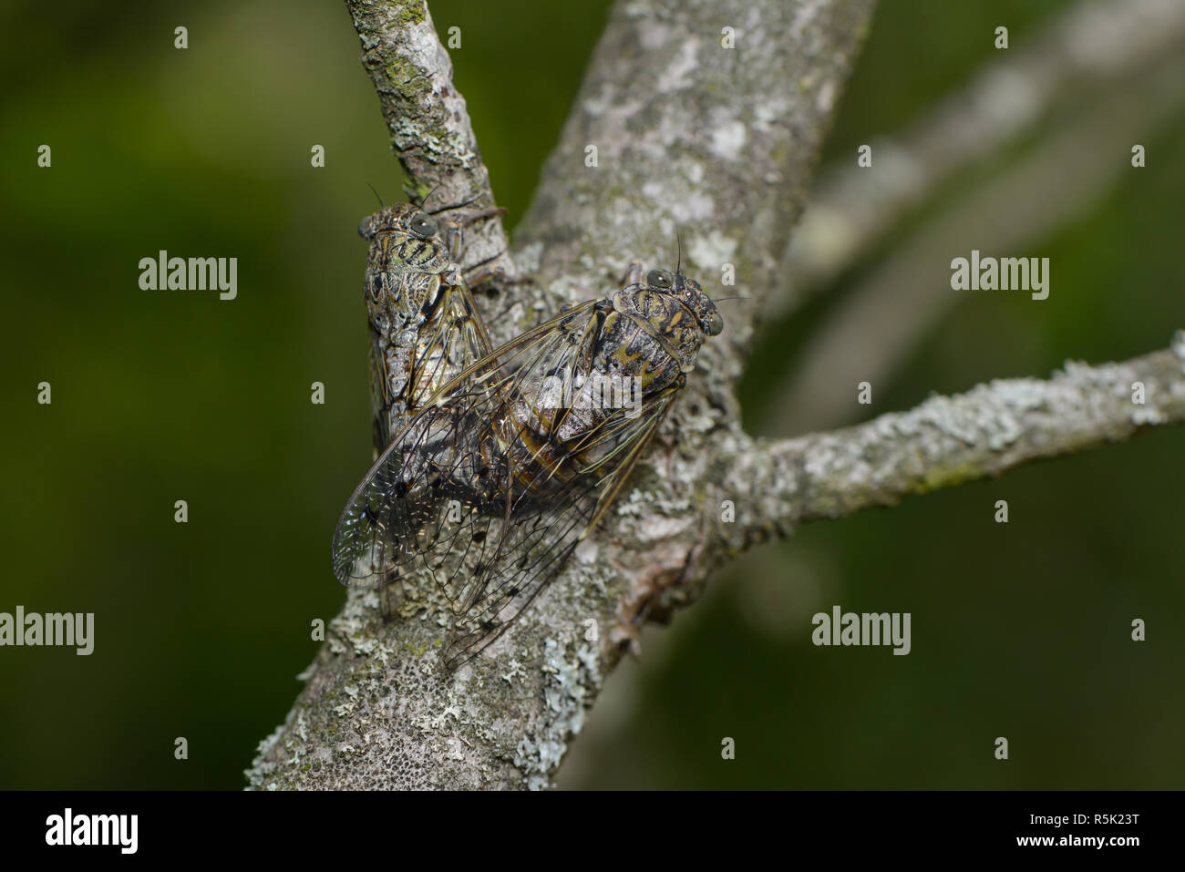 Animal and mate hi-res stock photography and images - Alamy