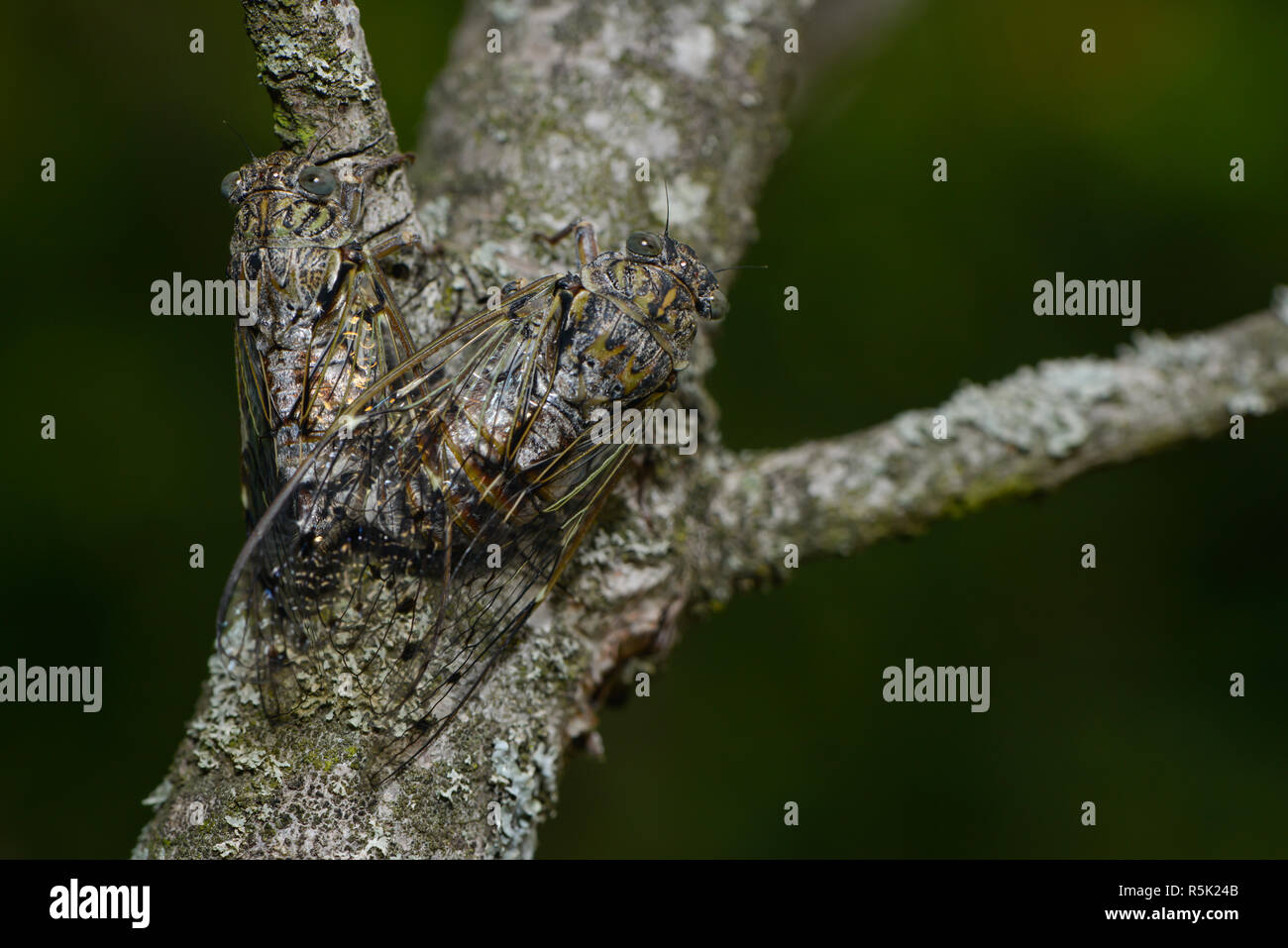 two cigars mate Stock Photo - Alamy
