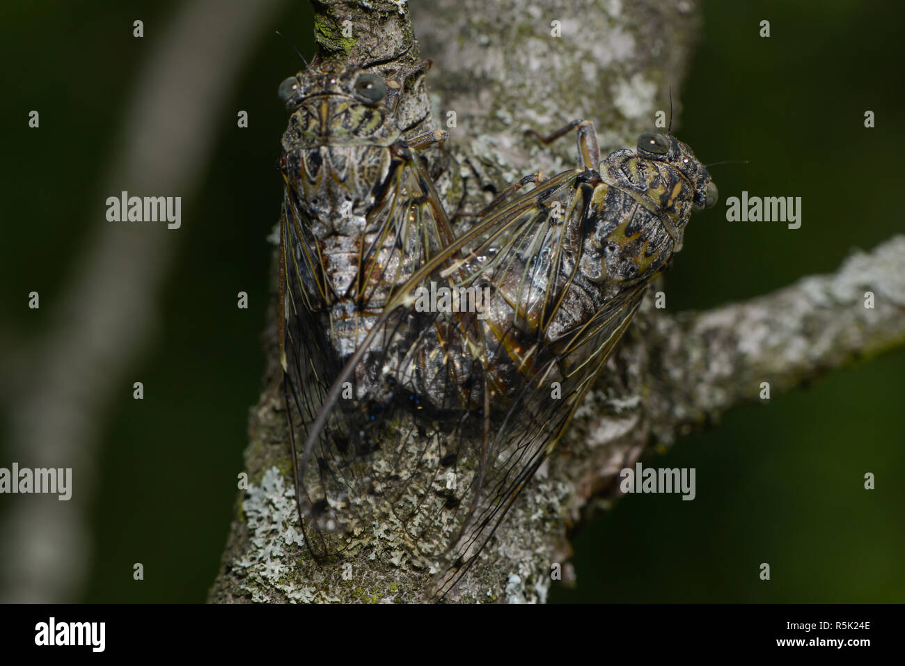 Animal and mate hi-res stock photography and images - Alamy