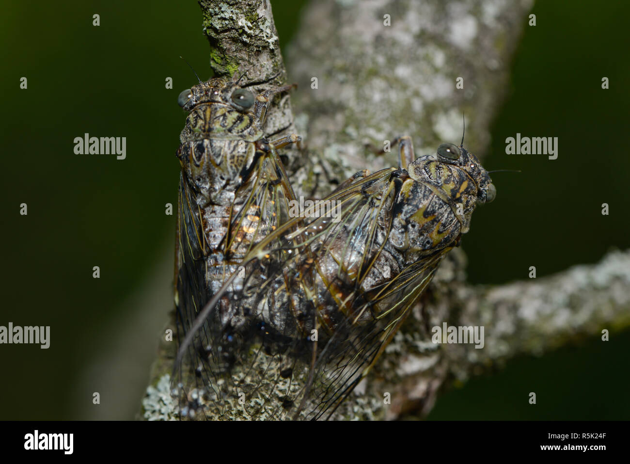 Cicadidaetier hi-res stock photography and images - Alamy