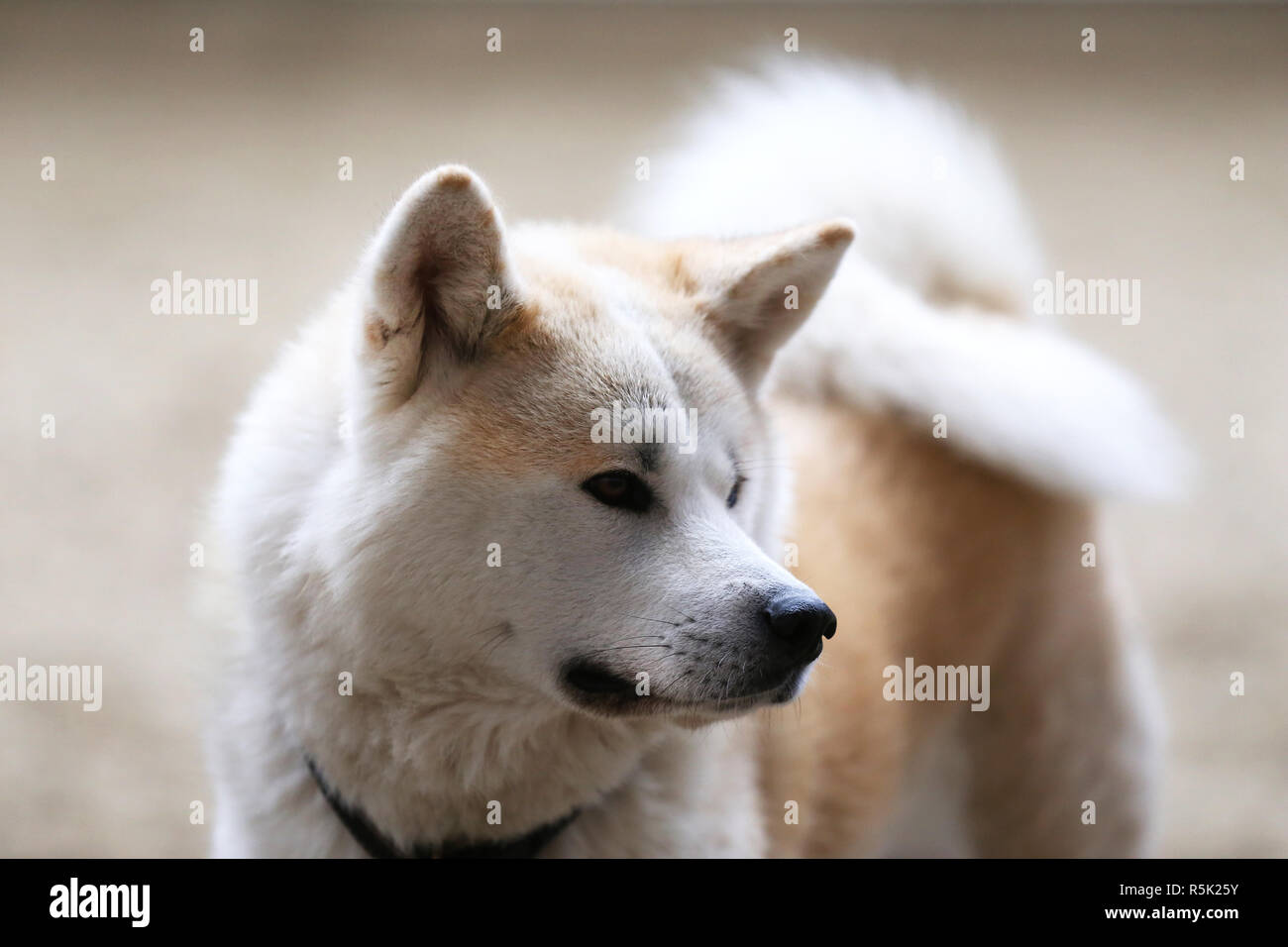 Japanese Wolf Dog High Resolution Stock Photography and Images - Alamy
