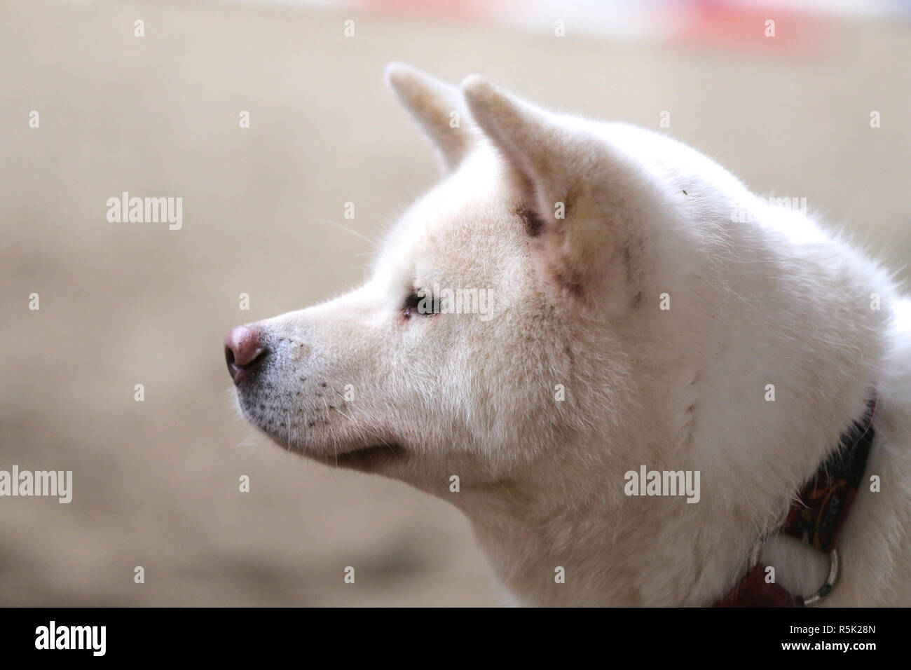 Closeup of a young purebred japanese akita inu dog Stock Photo - Alamy