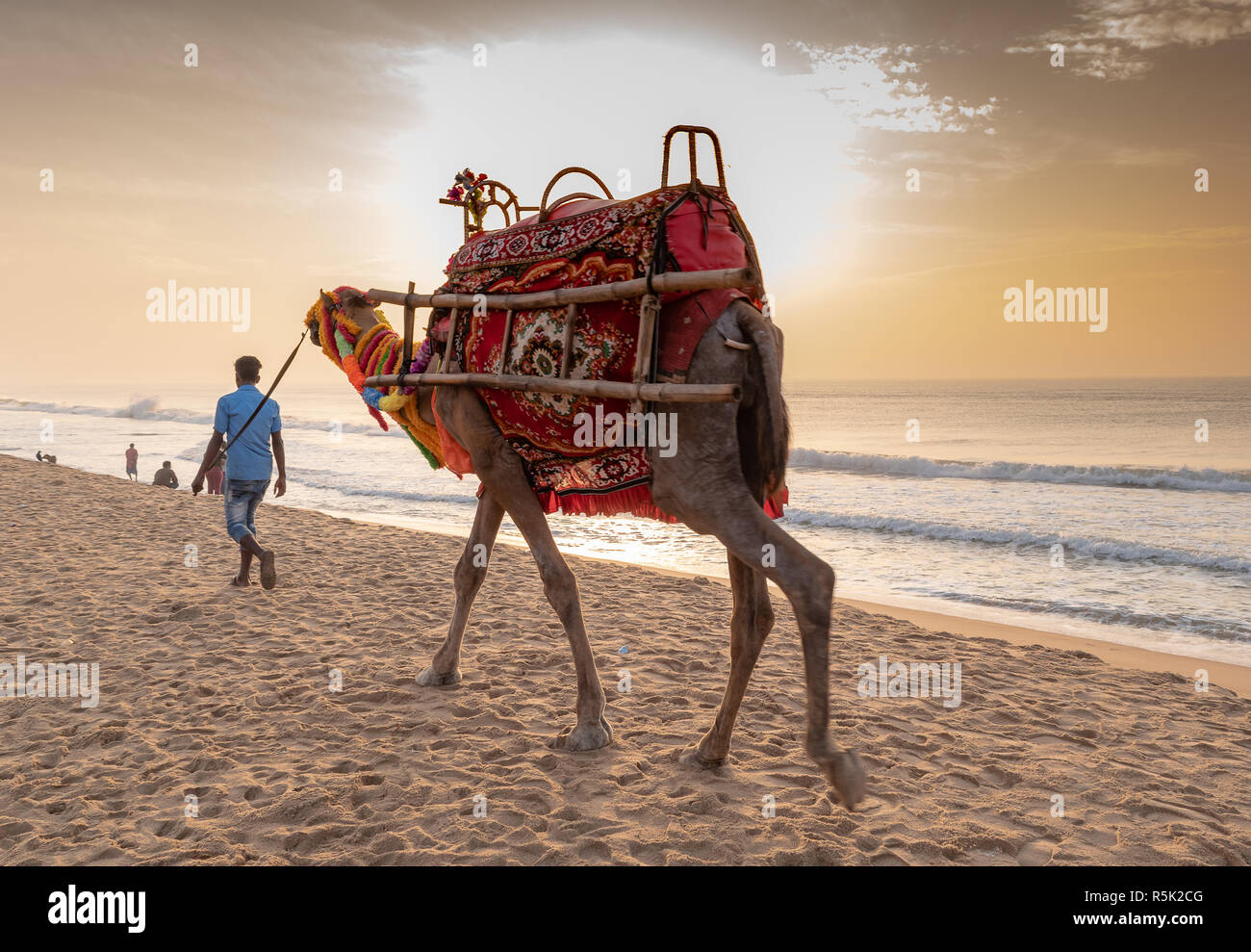 A domestic decorated camel, standing on the Puri sea beach. Camel ...